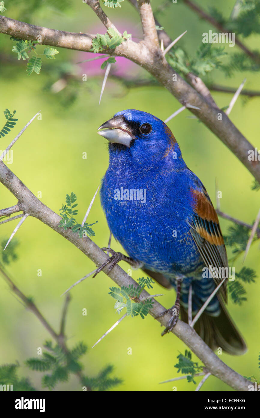 Blue grosbeak hi-res stock photography and images - Alamy
