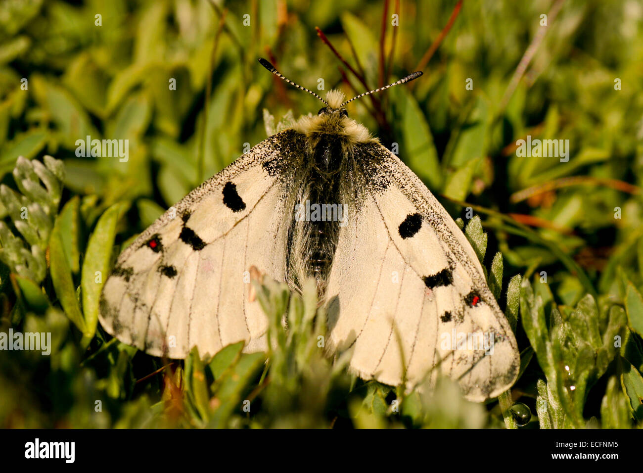 Phoebus butterfly hi-res stock photography and images - Alamy