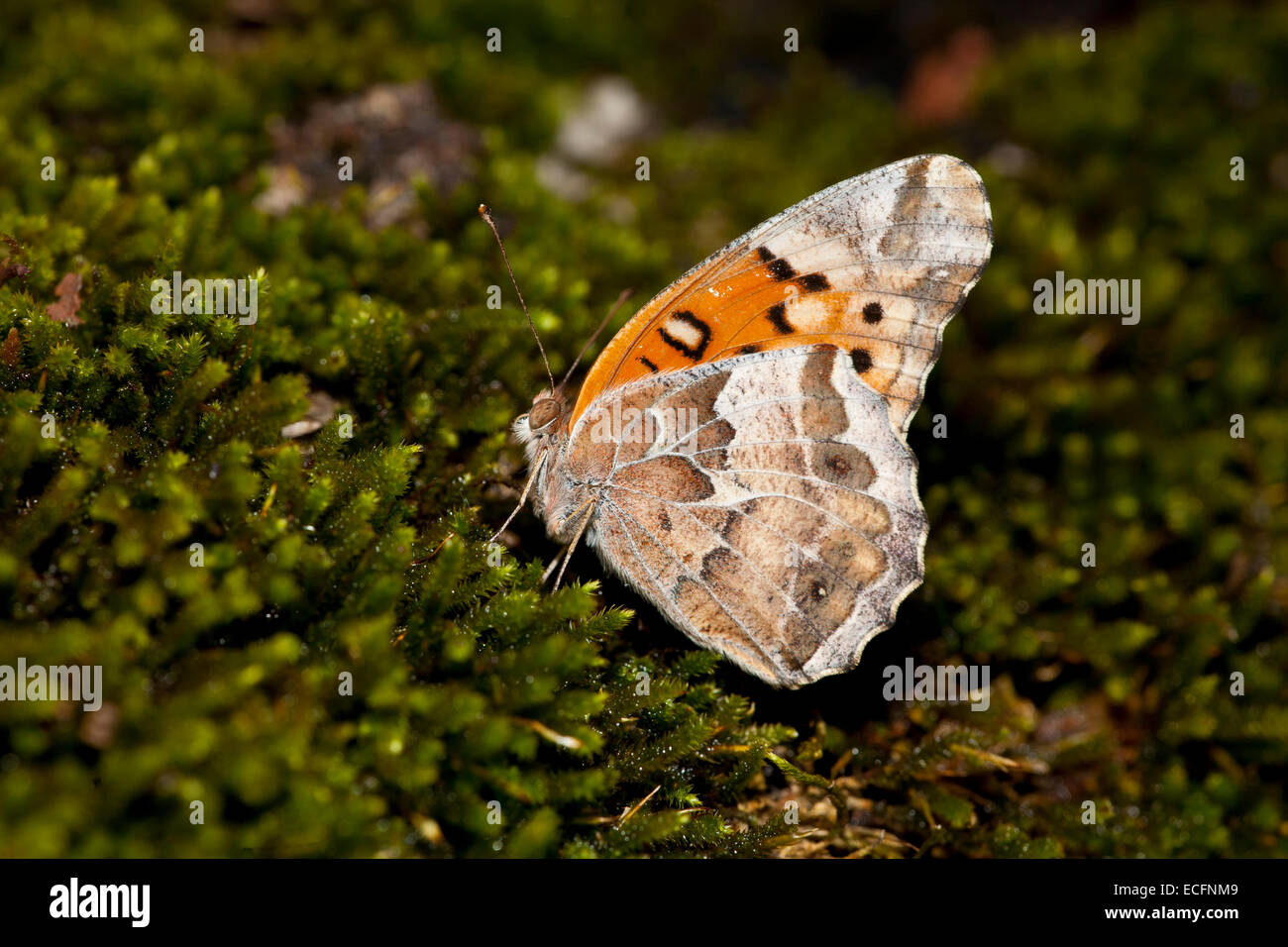 Painted lady butterfly on moss Stock Photo - Alamy