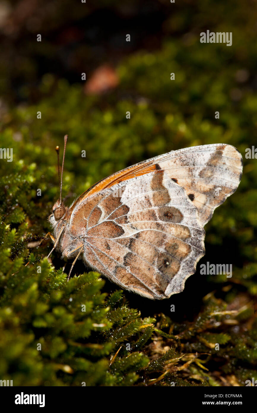 Painted lady butterfly on moss Stock Photo - Alamy