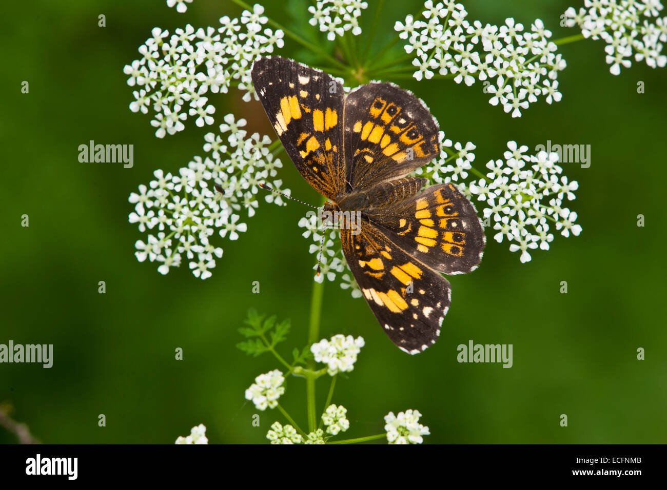 Silvery checkerspot butterfly hi-res stock photography and images - Alamy