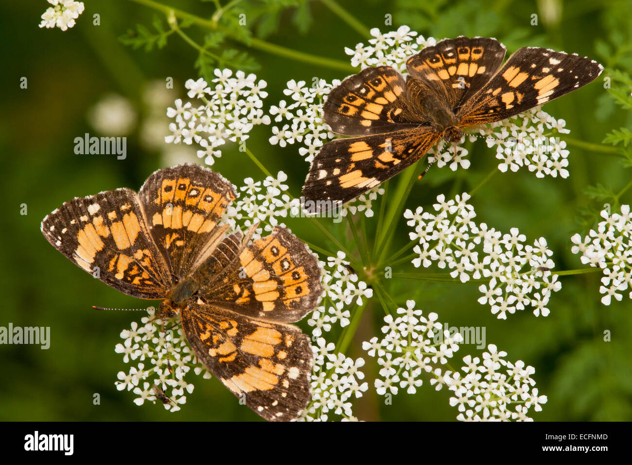 Checkerspot butterflies hi-res stock photography and images - Alamy