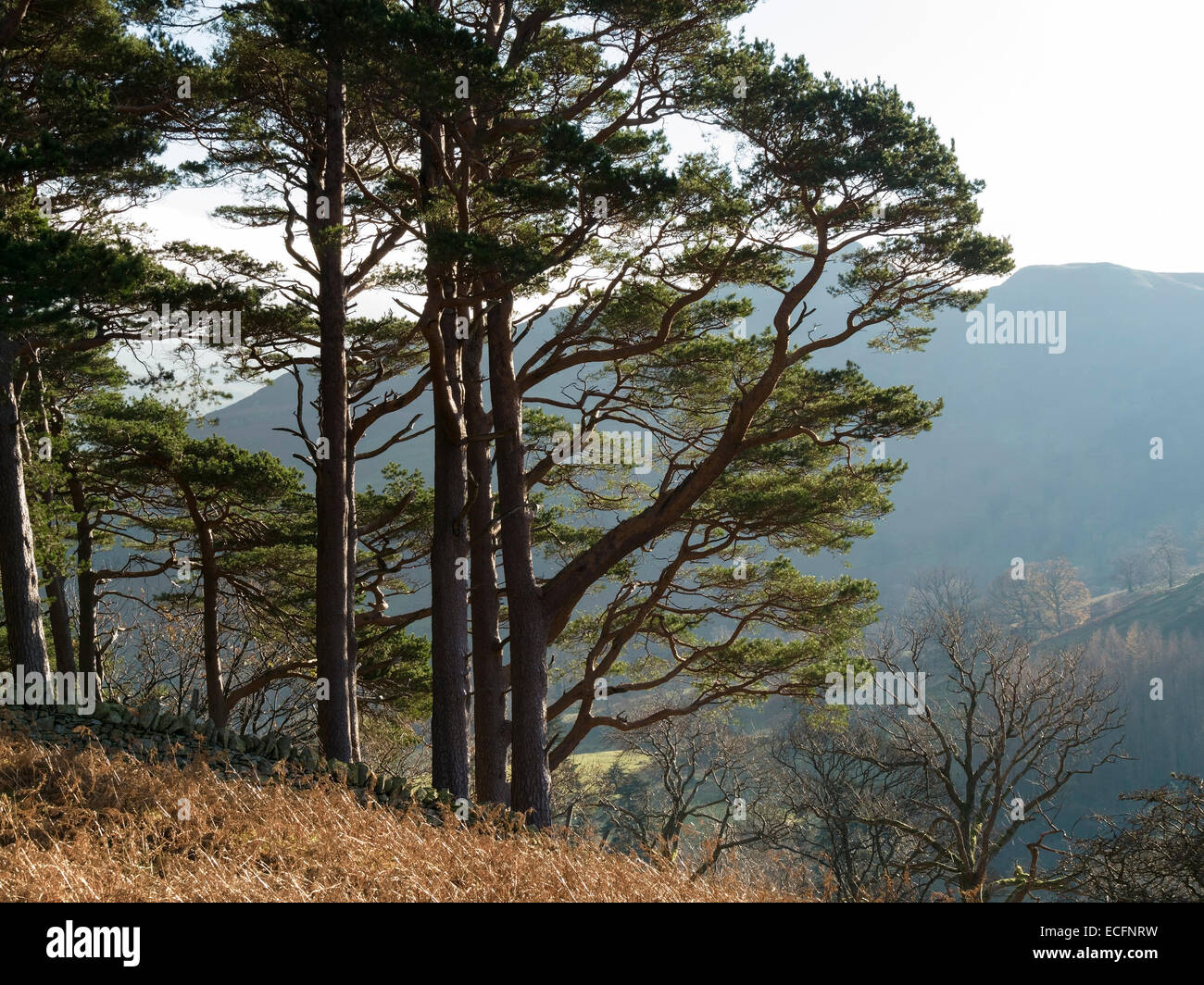 Scots pine hi-res stock photography and images - Alamy