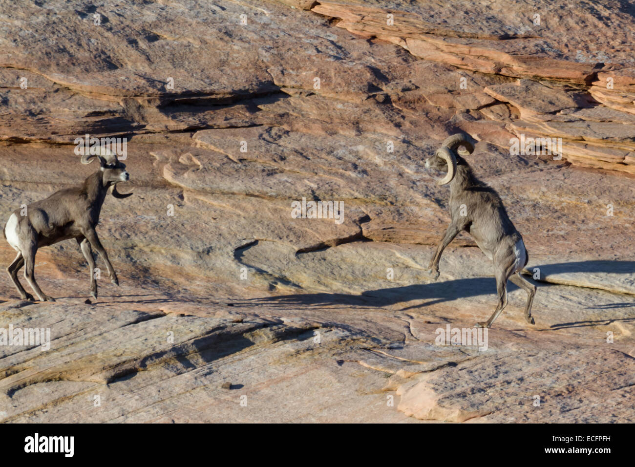 Sheep Mating Stock Photos & Sheep Mating Stock Images - Alamy