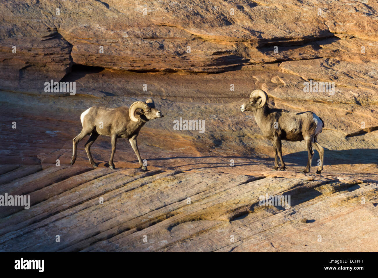 Sheep Mating High Resolution Stock Photography and Images - Alamy