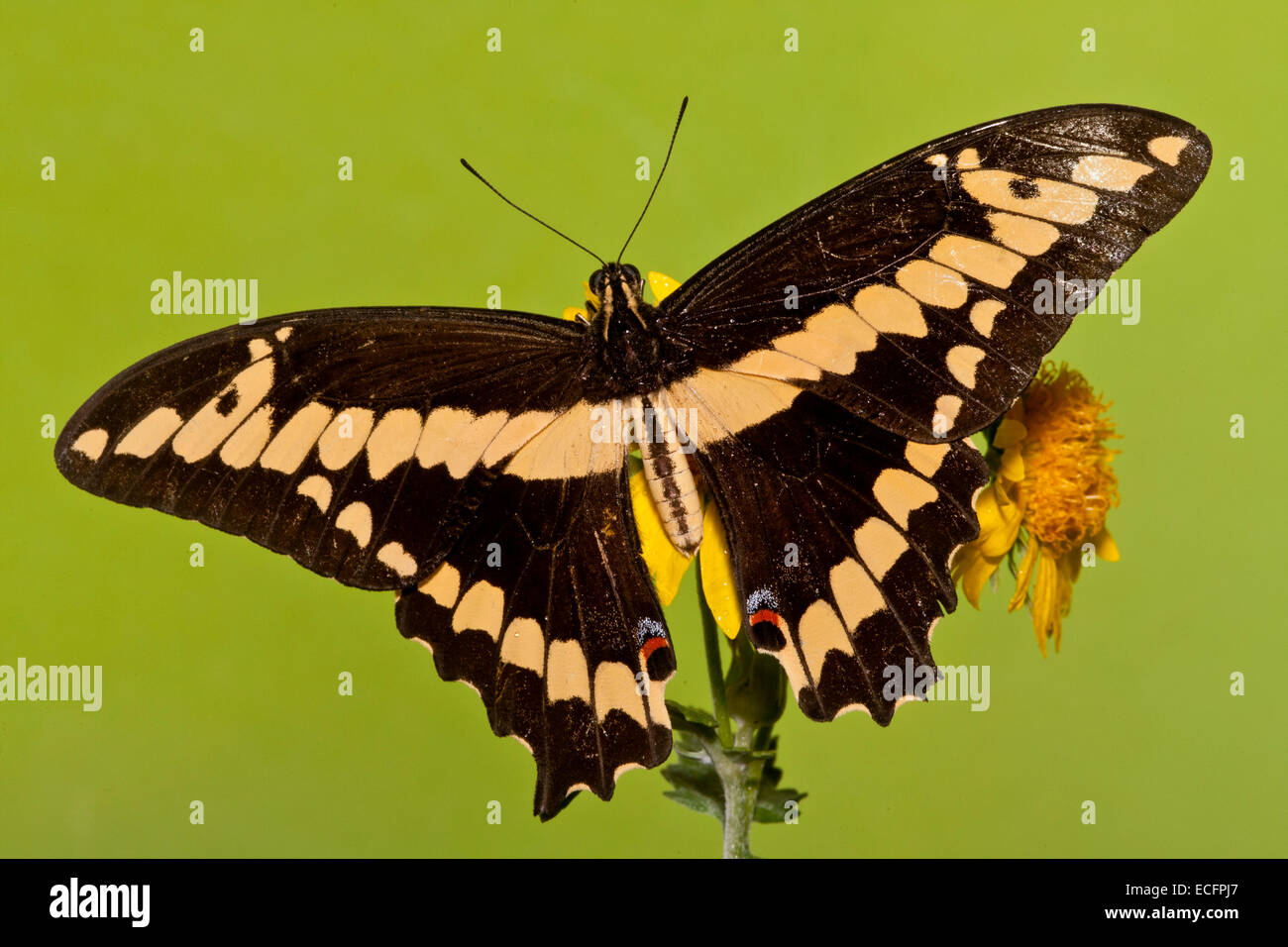 Giant Swallowtail Butterfly Range