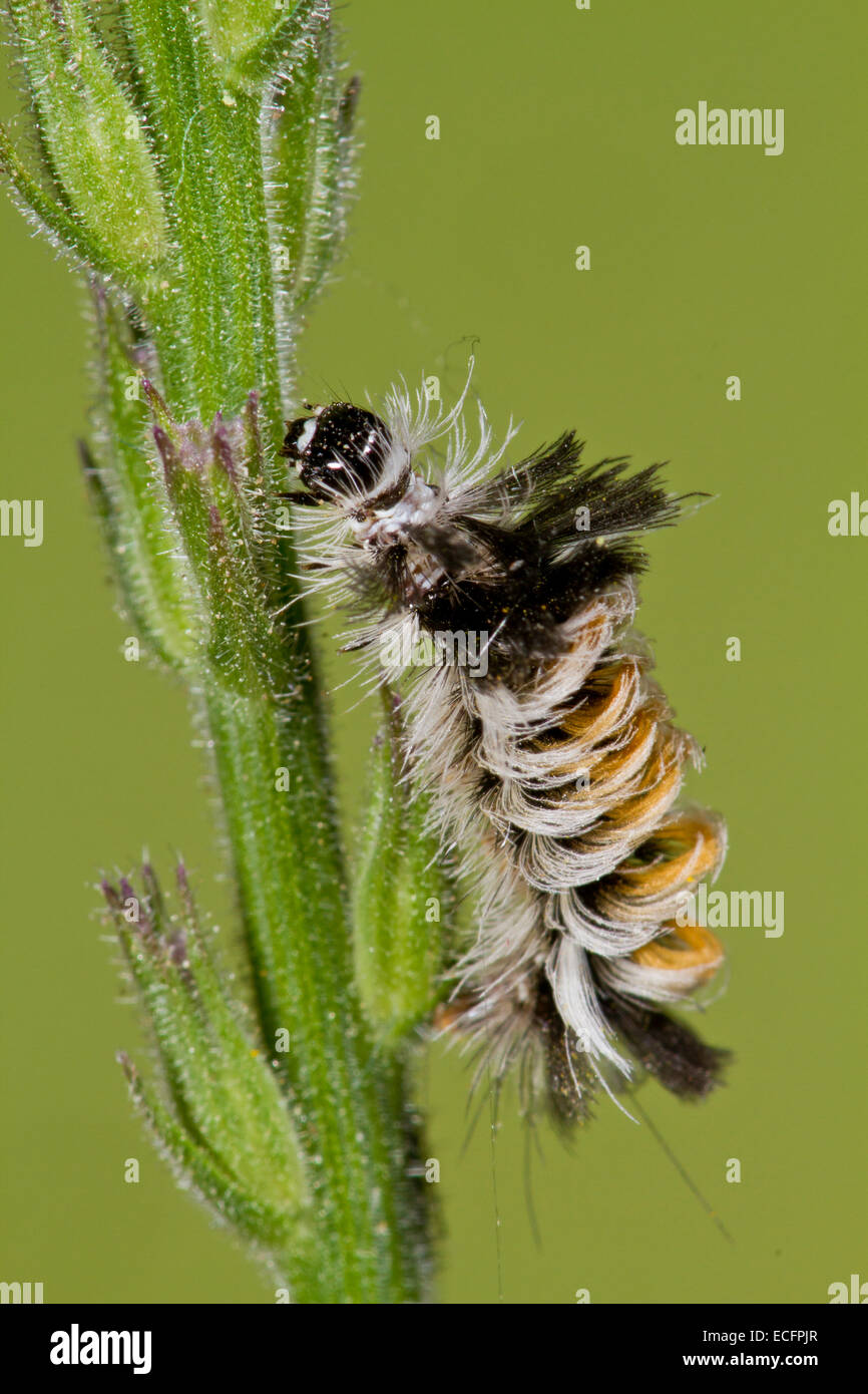 Tiger moth caterpillar hi-res stock photography and images - Alamy