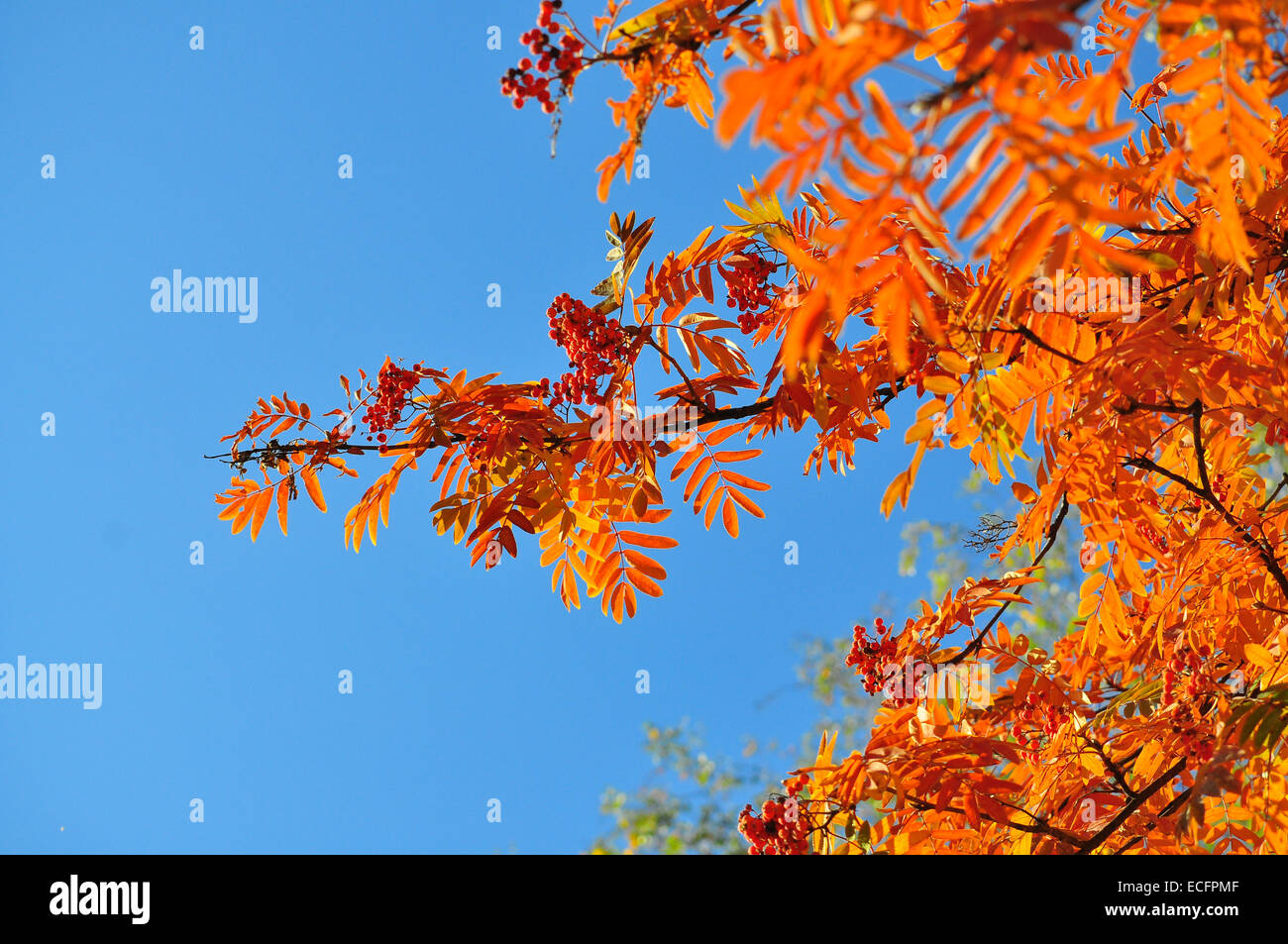 Time of leaf fall - bright leaves on the branches. Image of autumn ...