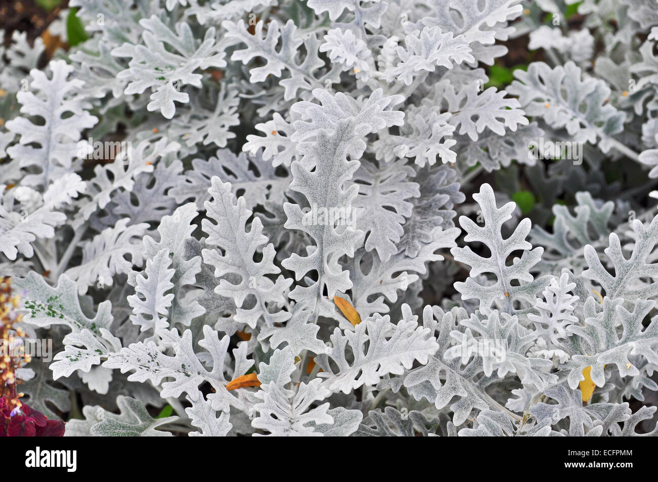 Abstract background with decorative leaves. Colorless image fancy ...