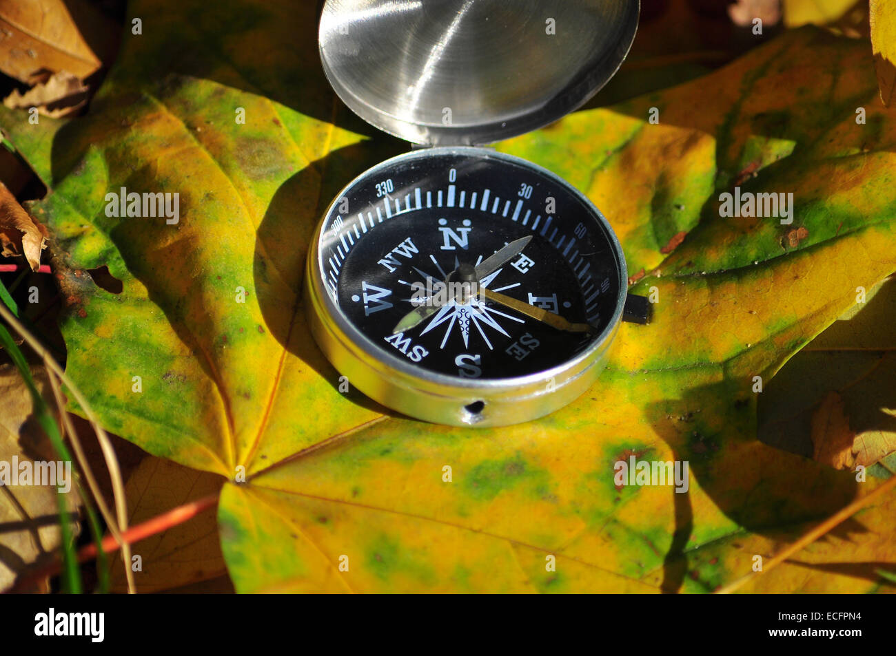 Compass on fallen leaves. Autumn in the Park compass rests on the ...