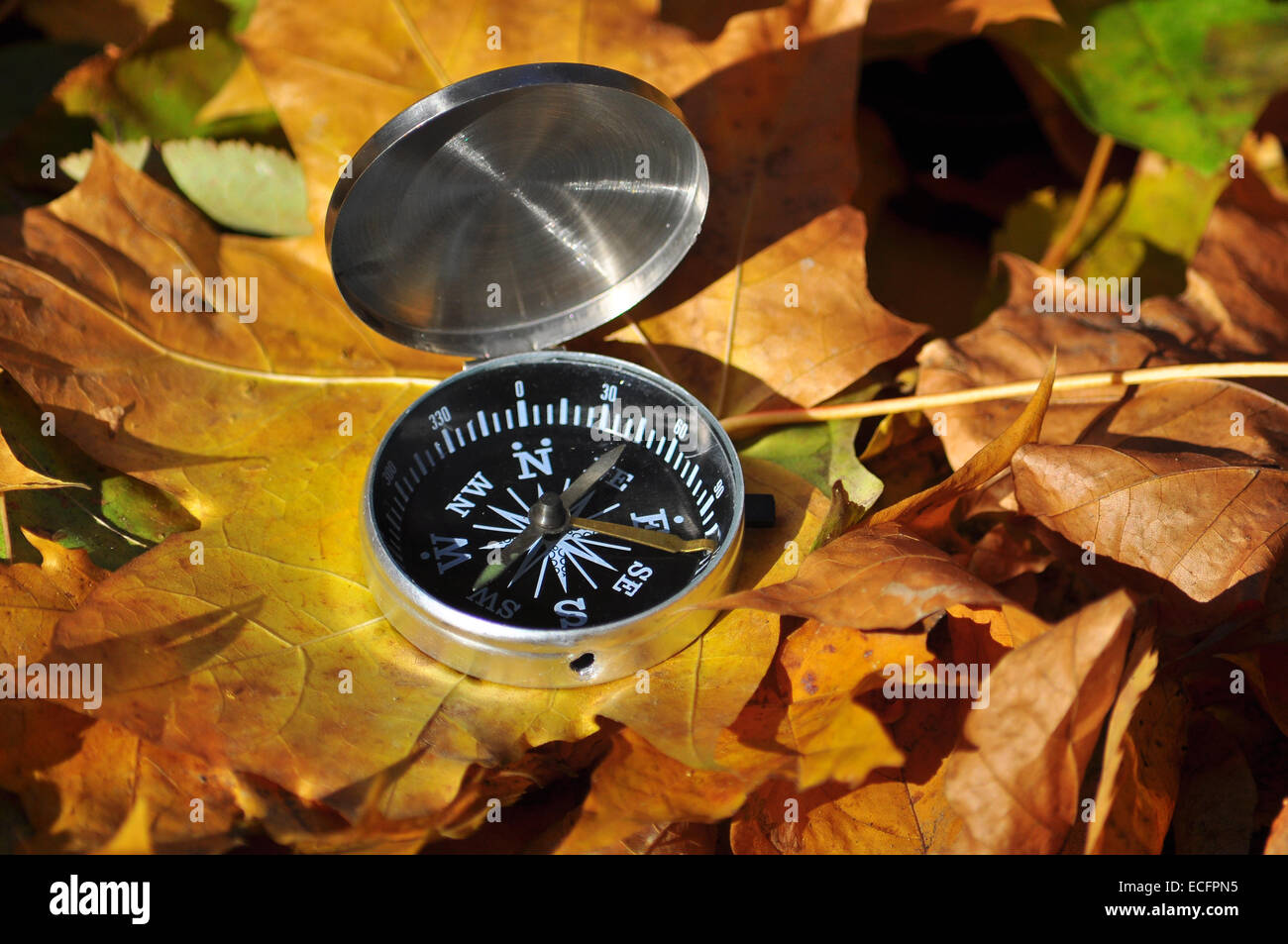 Compass on fallen leaves. Autumn in the Park compass rests on the ...