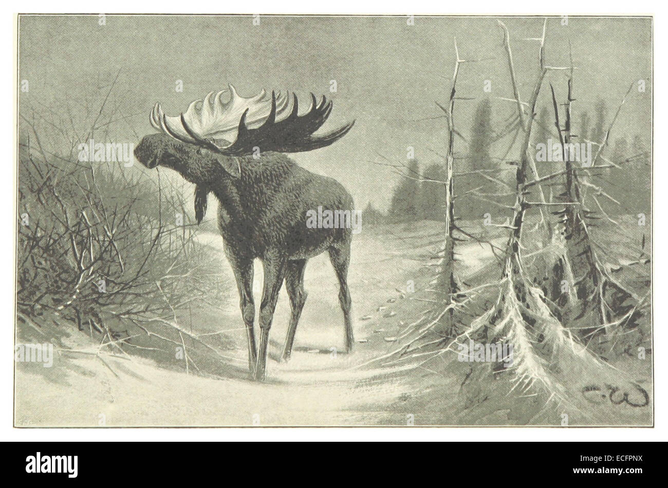 An illustration from *Pike* (1896), depicting a majestic tree referred ...