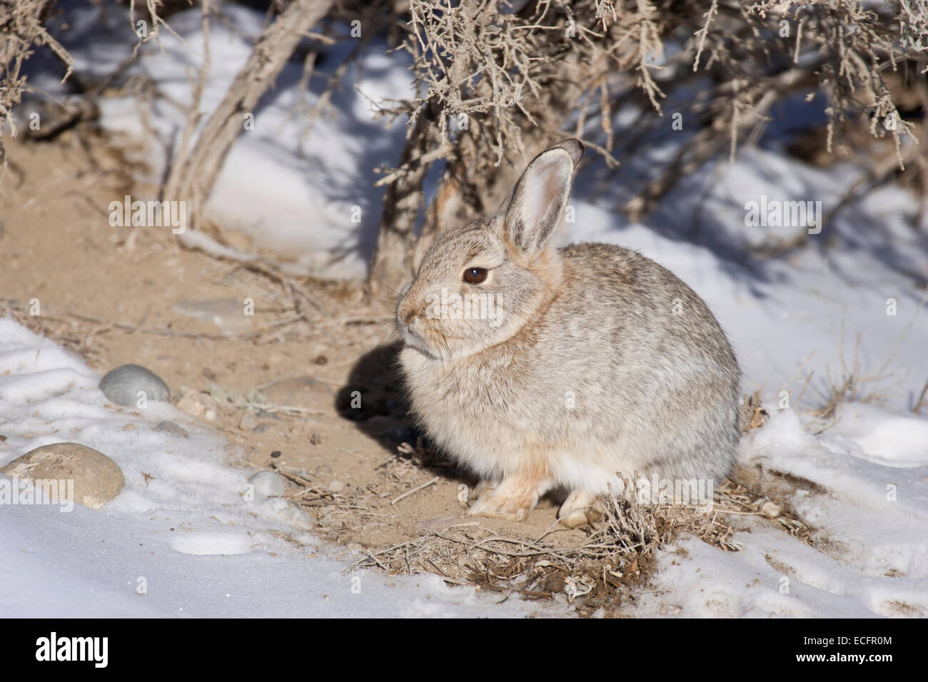 Cottontail rabbit in Wyoming Stock Photo - Alamy