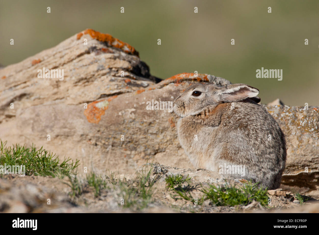 Cottontail rabbit hi-res stock photography and images - Alamy