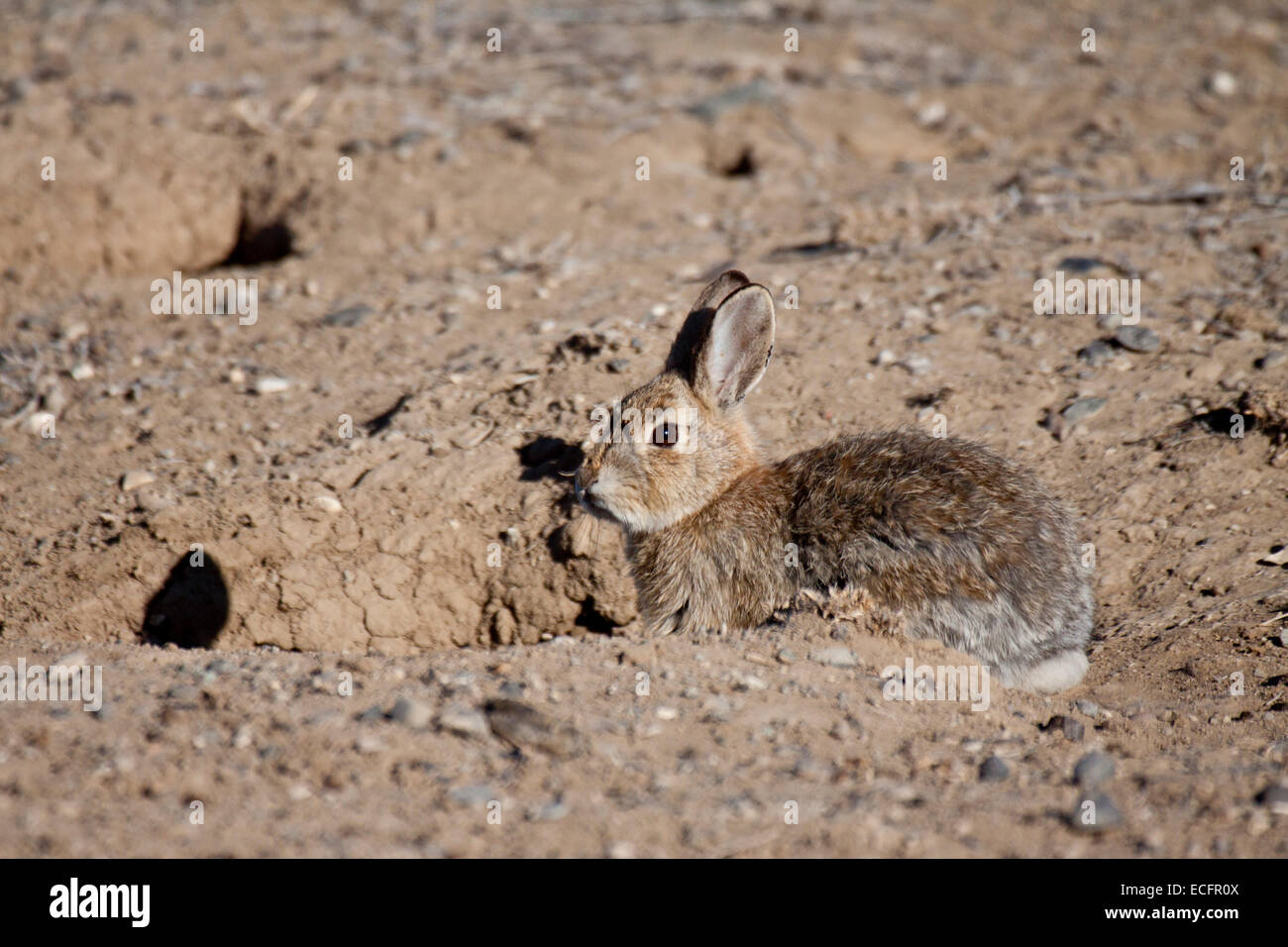 Cottontail rabbit in Texas Stock Photo - Alamy