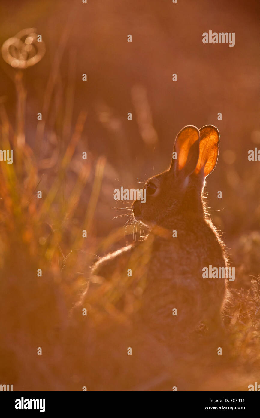 Cottontail rabbit in Texas Stock Photo - Alamy