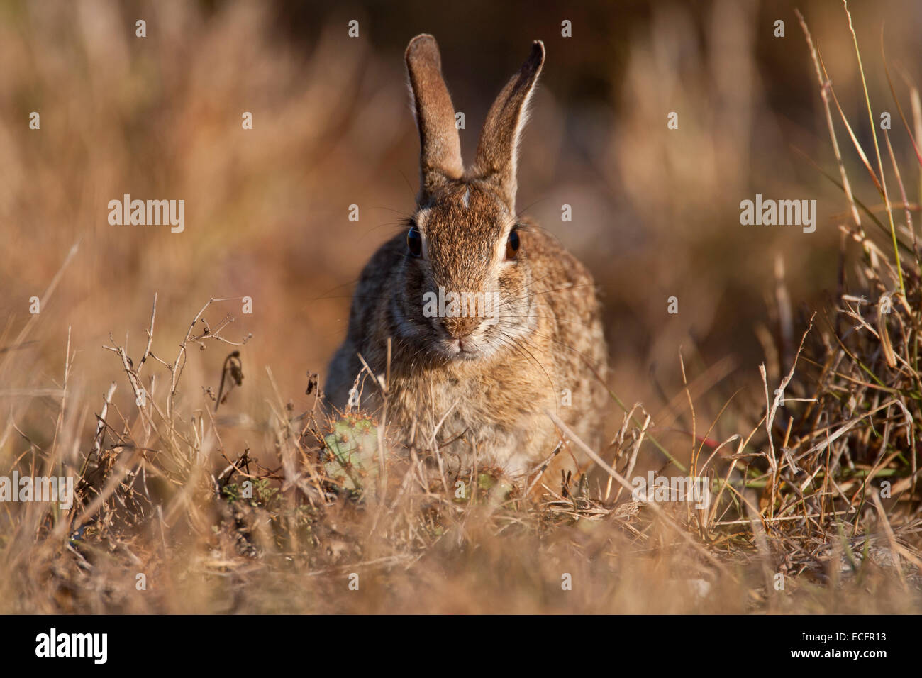 Cottontail rabbit in Texas Stock Photo - Alamy