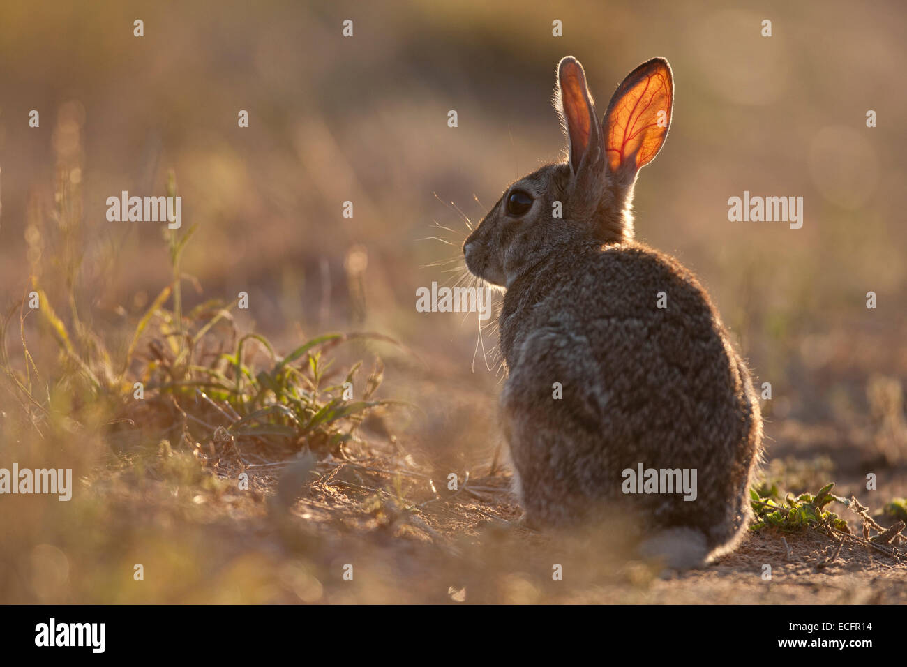 Cottontail rabbit in Texas Stock Photo - Alamy