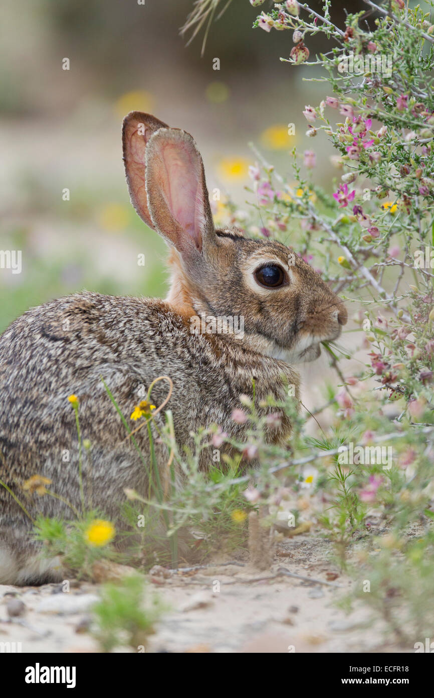 Mammal rabbit cottontail hi-res stock photography and images - Alamy