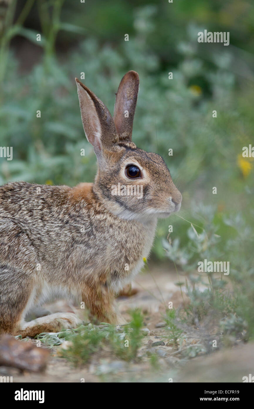 Cottontail in nature hi-res stock photography and images - Alamy