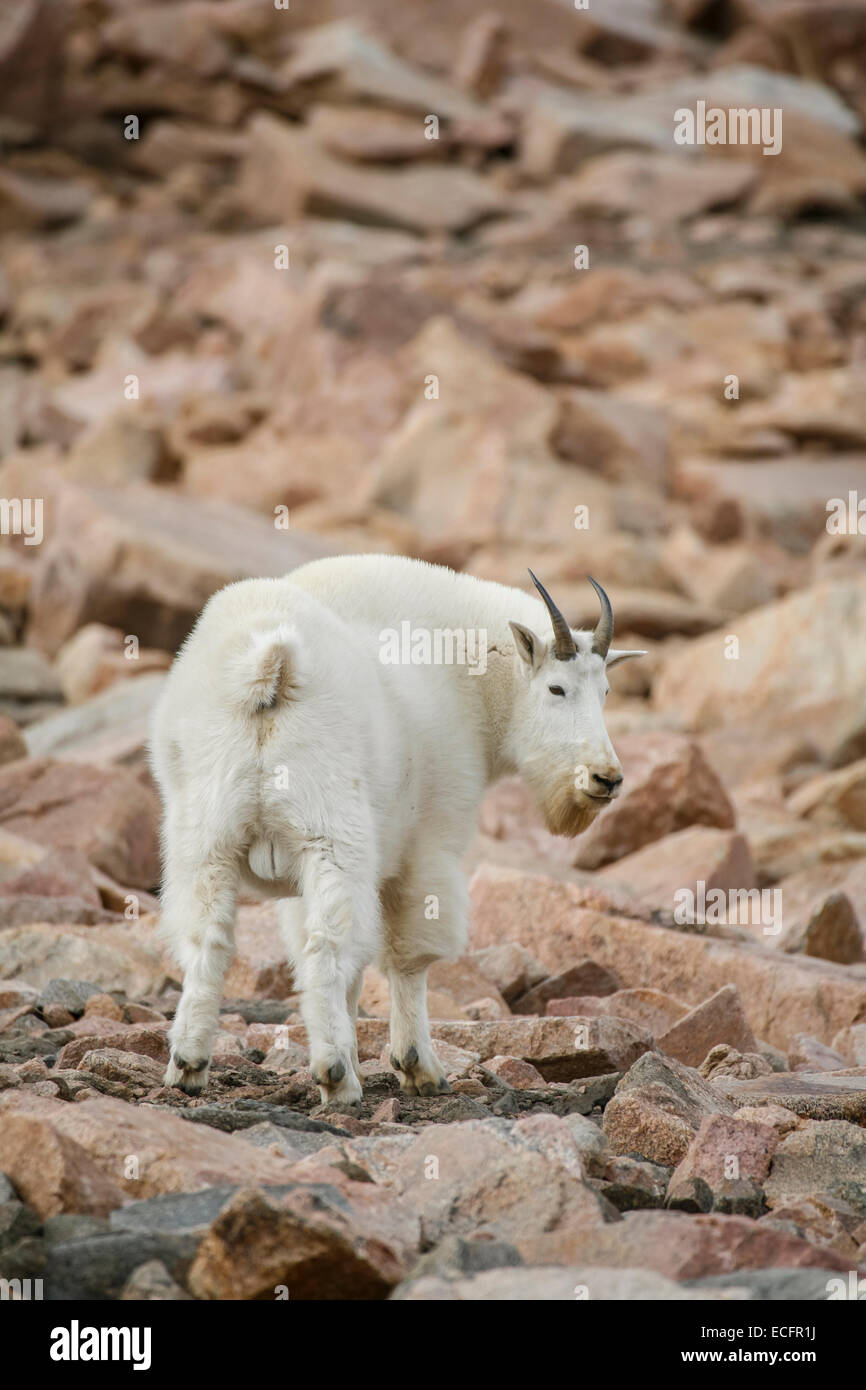 Mountain goat during summer in the Beartooth Mountains of Wyoming Stock ...