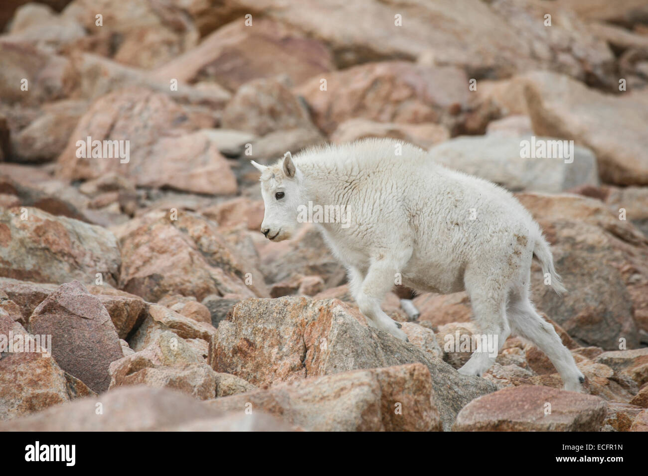 Mountain goat during summer in the Beartooth Mountains of Wyoming Stock ...
