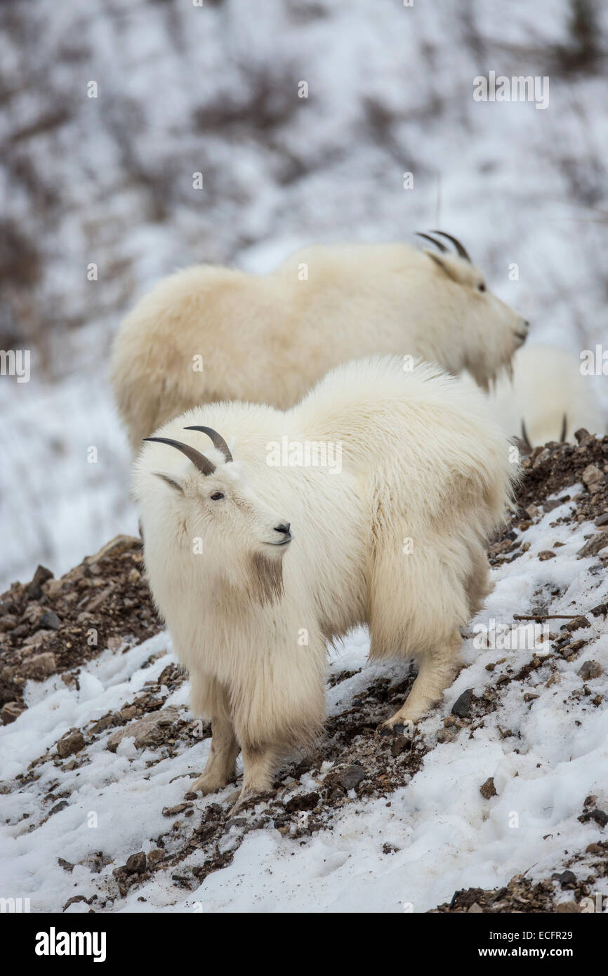 Goat snow hi-res stock photography and images - Alamy