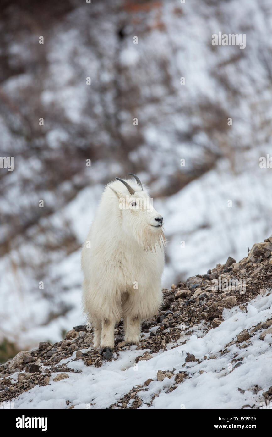 Snow White Mountain Goat High Resolution Stock Photography and Images ...