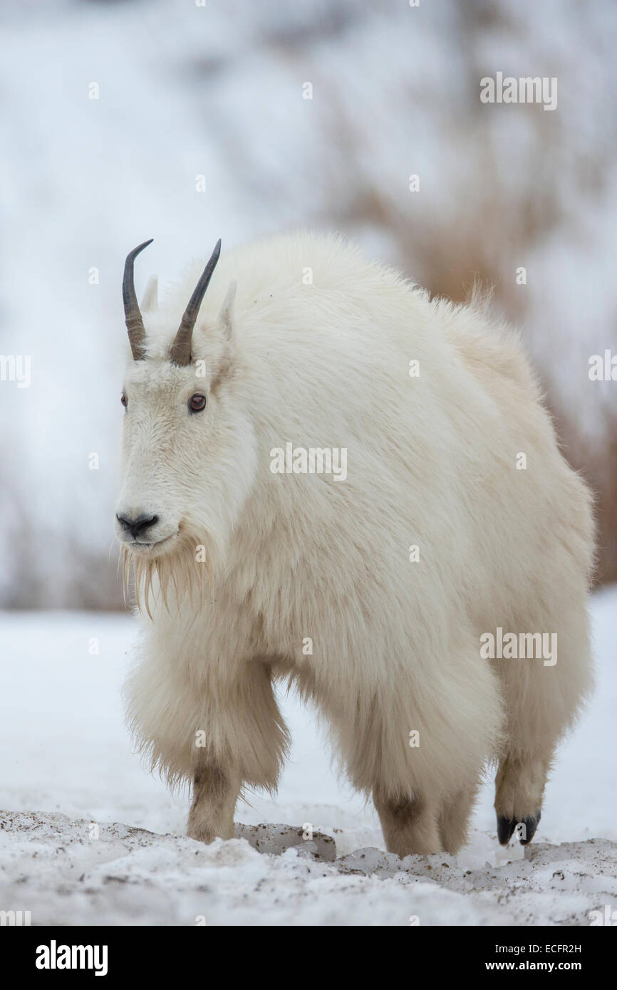 Snow white mountain goat hi-res stock photography and images - Alamy