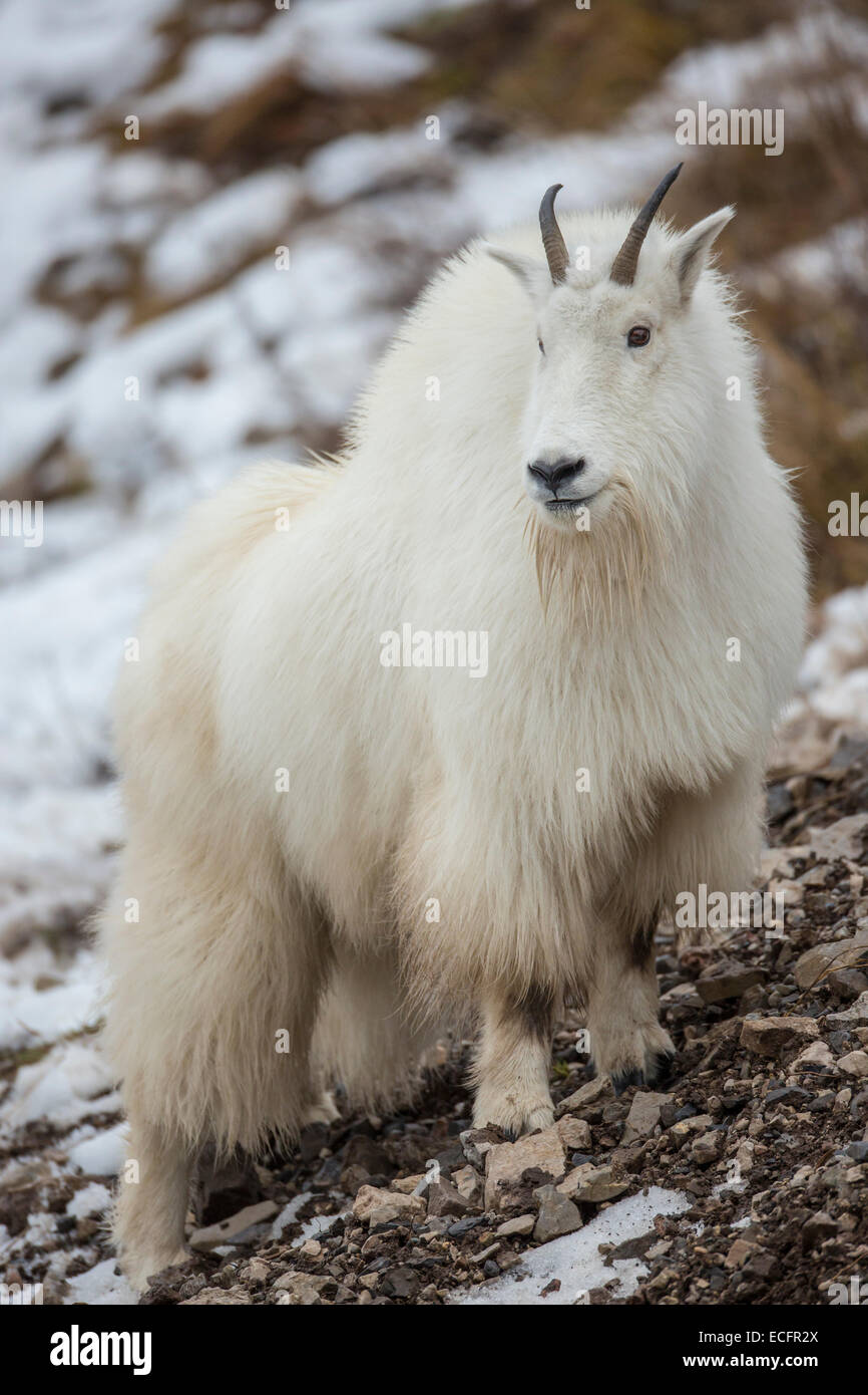 Mountain Goat Snow High Resolution Stock Photography and Images - Alamy