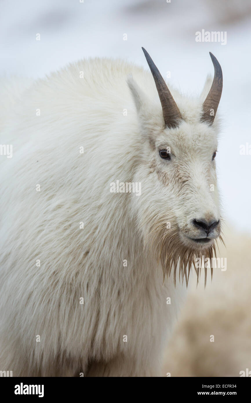 Mountain goat in winter coats in Wyoming Stock Photo - Alamy