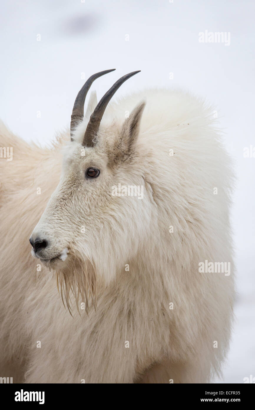 Snow white mountain goat hi-res stock photography and images - Alamy