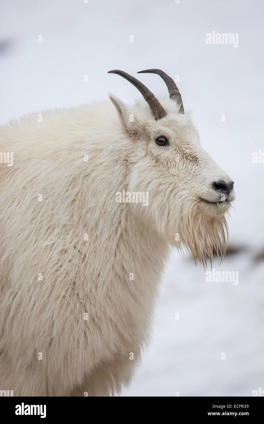 Mountain goat hi-res stock photography and images - Alamy