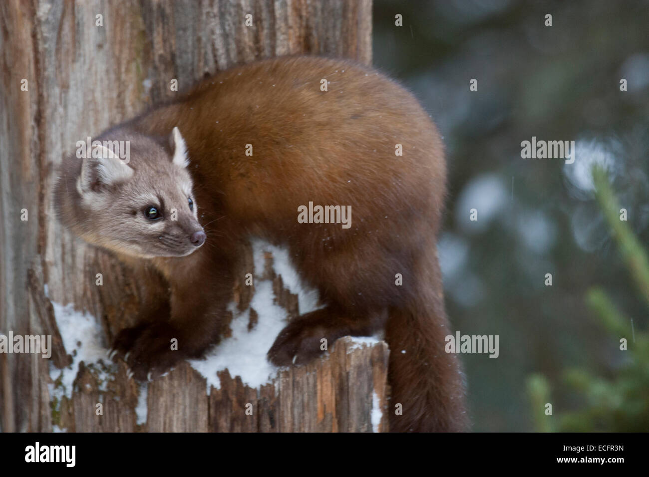 Yellowstone national park marten hi-res stock photography and images ...