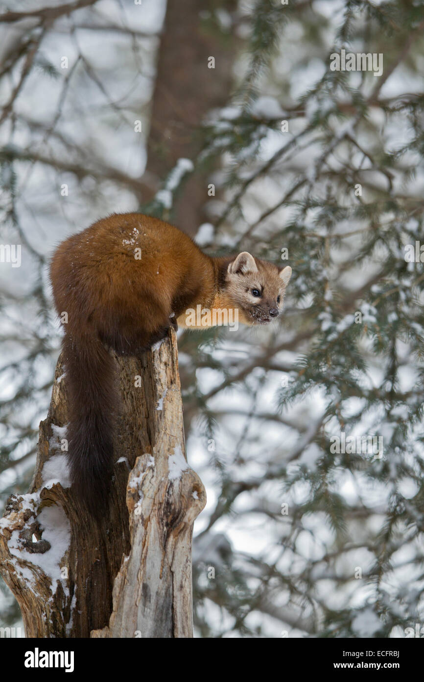 Yellowstone national park marten hi-res stock photography and images ...