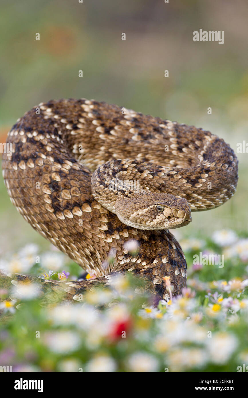 Western diamondback rattlesnake in aggressive strike pose Stock Photo ...