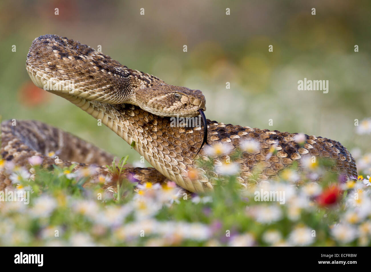Western diamondback rattlesnake in aggressive strike pose Stock Photo ...