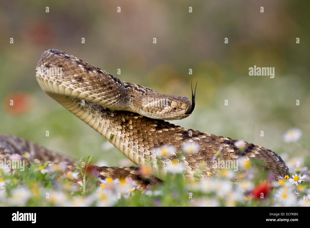 Western diamondback rattlesnake in aggressive strike pose Stock Photo ...