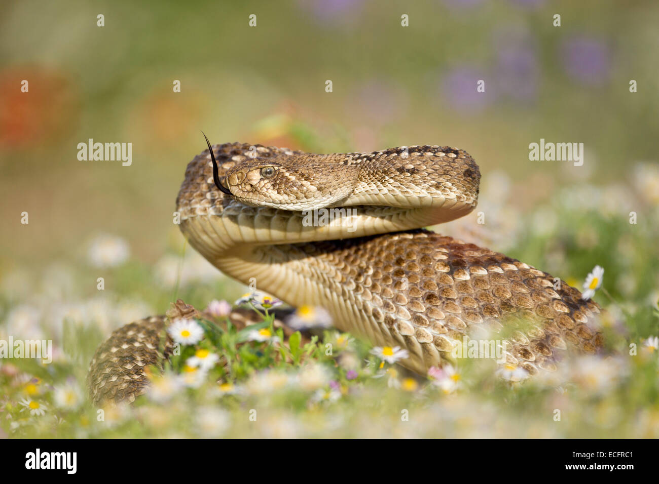 Western diamondback rattlesnake in aggressive strike pose Stock Photo ...