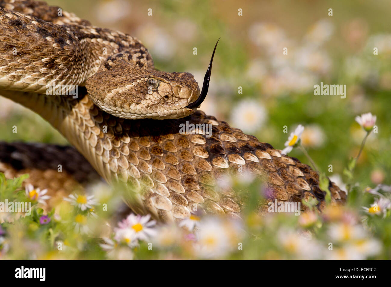 Western diamondback rattlesnake in aggressive strike pose Stock Photo ...