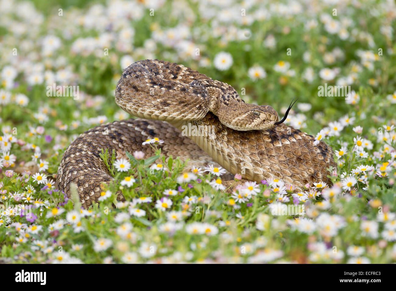 Western diamondback rattlesnake in aggressive strike pose Stock Photo ...