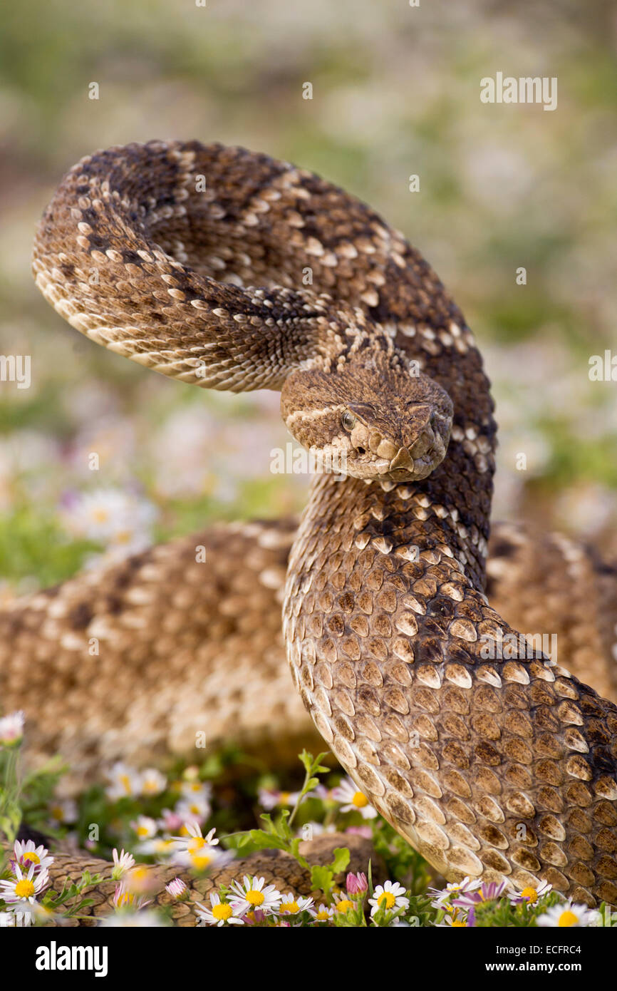 Western diamondback rattlesnake in aggressive strike pose Stock Photo ...
