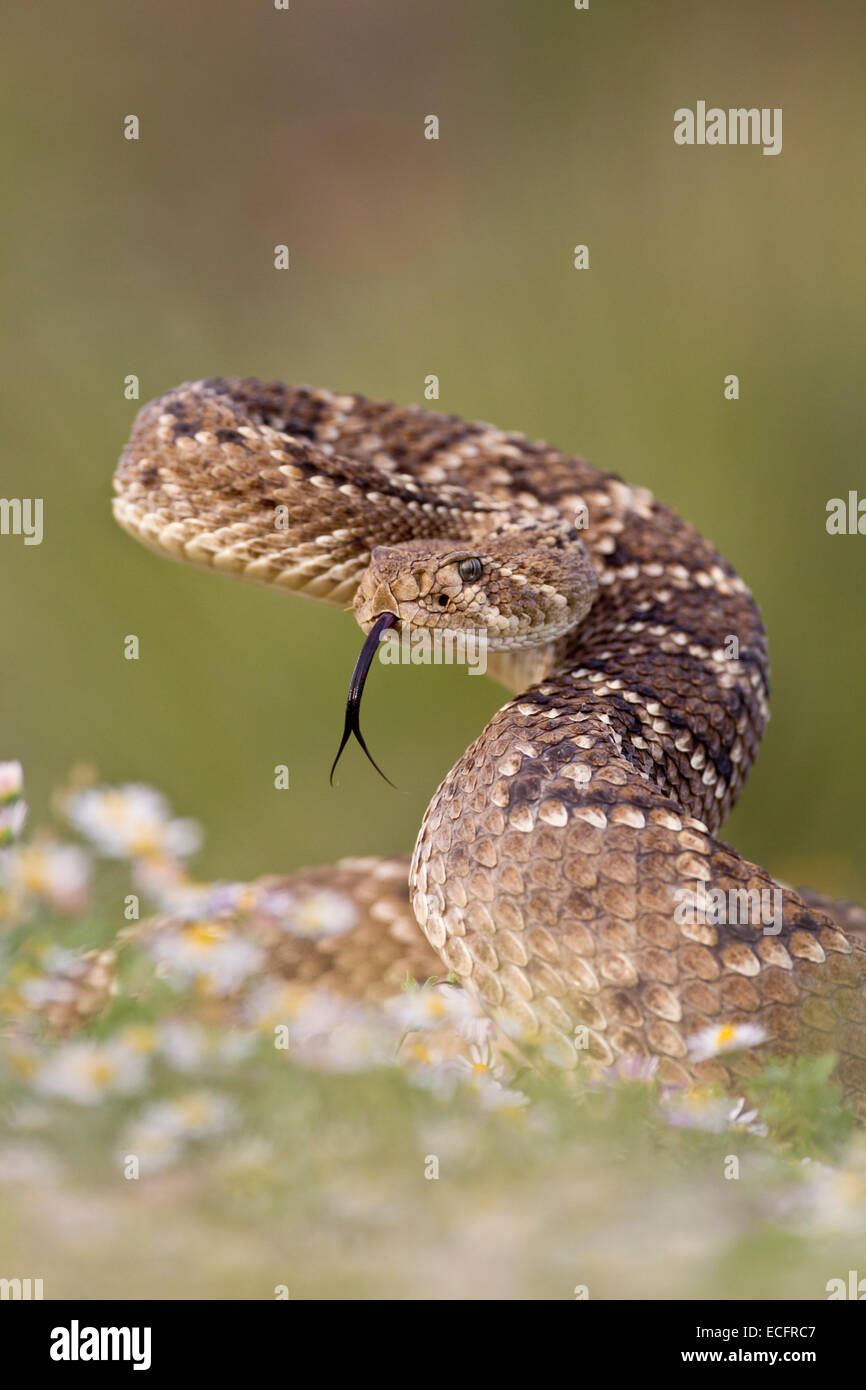 Western diamondback rattlesnake in aggressive strike pose Stock Photo ...