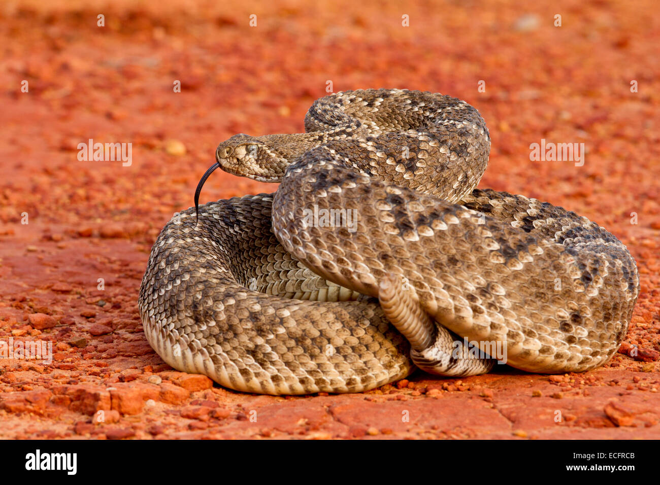 Western diamondback rattlesnake in aggressive strike pose Stock Photo ...