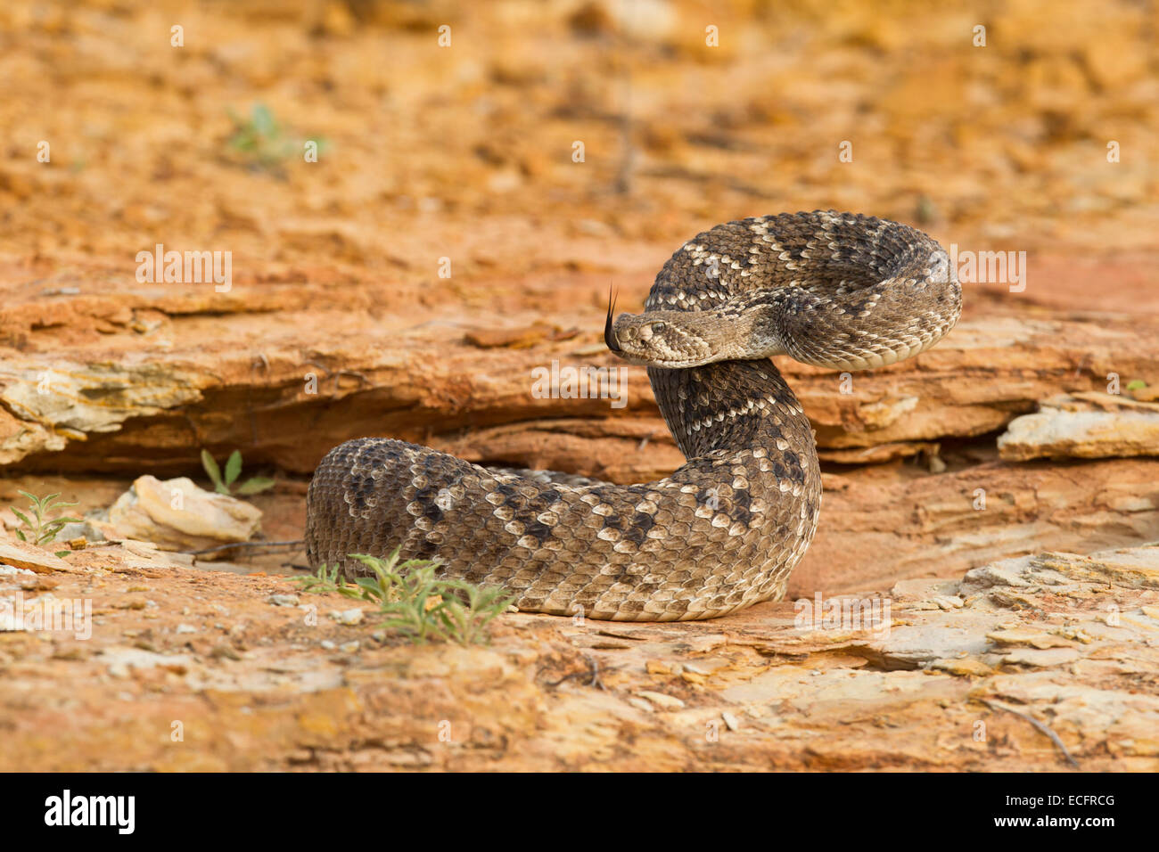 Western diamondback rattlesnake in aggressive strike pose Stock Photo ...