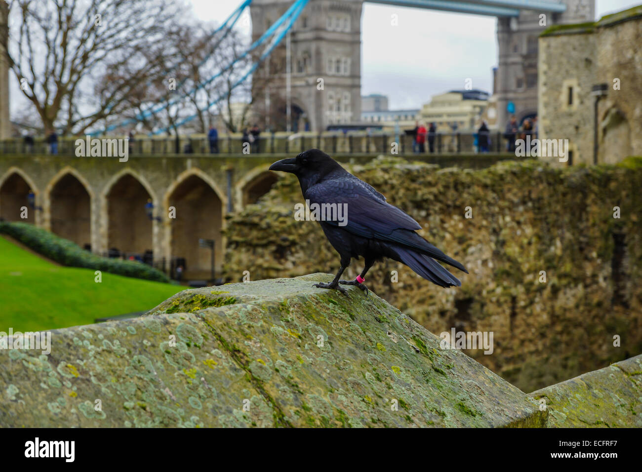Tower of london raven hi-res stock photography and images - Alamy