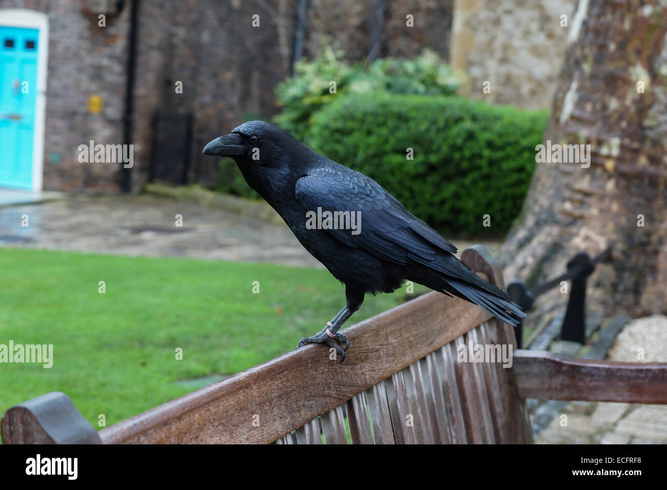 crow sitting on a bench, tower of london, london Stock Photo - Alamy