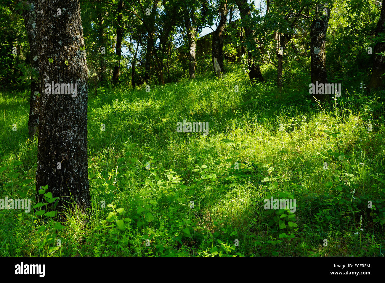 Greece forest hi-res stock photography and images - Alamy