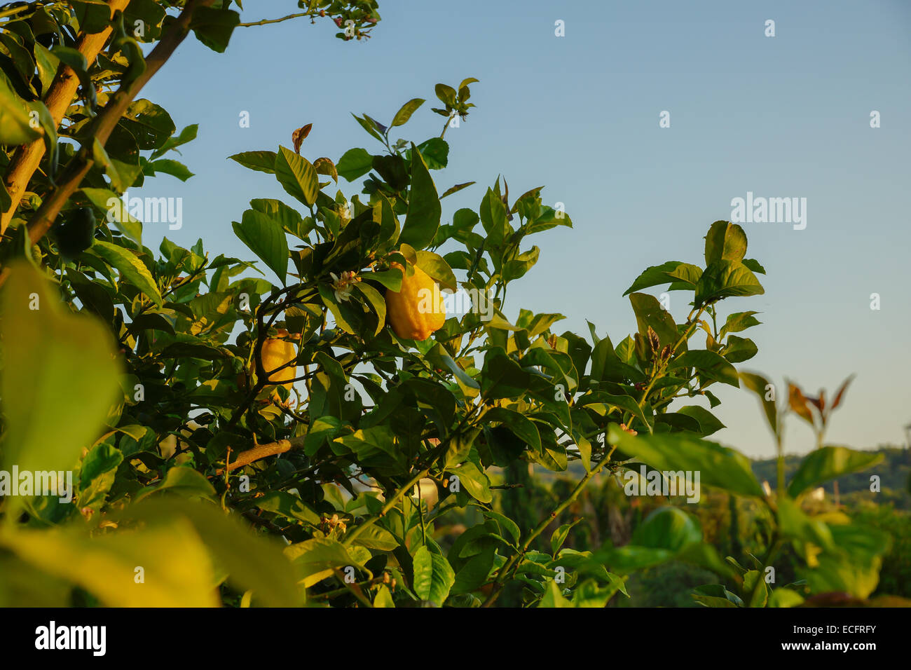 lemon tree in corfu, greece Stock Photo - Alamy