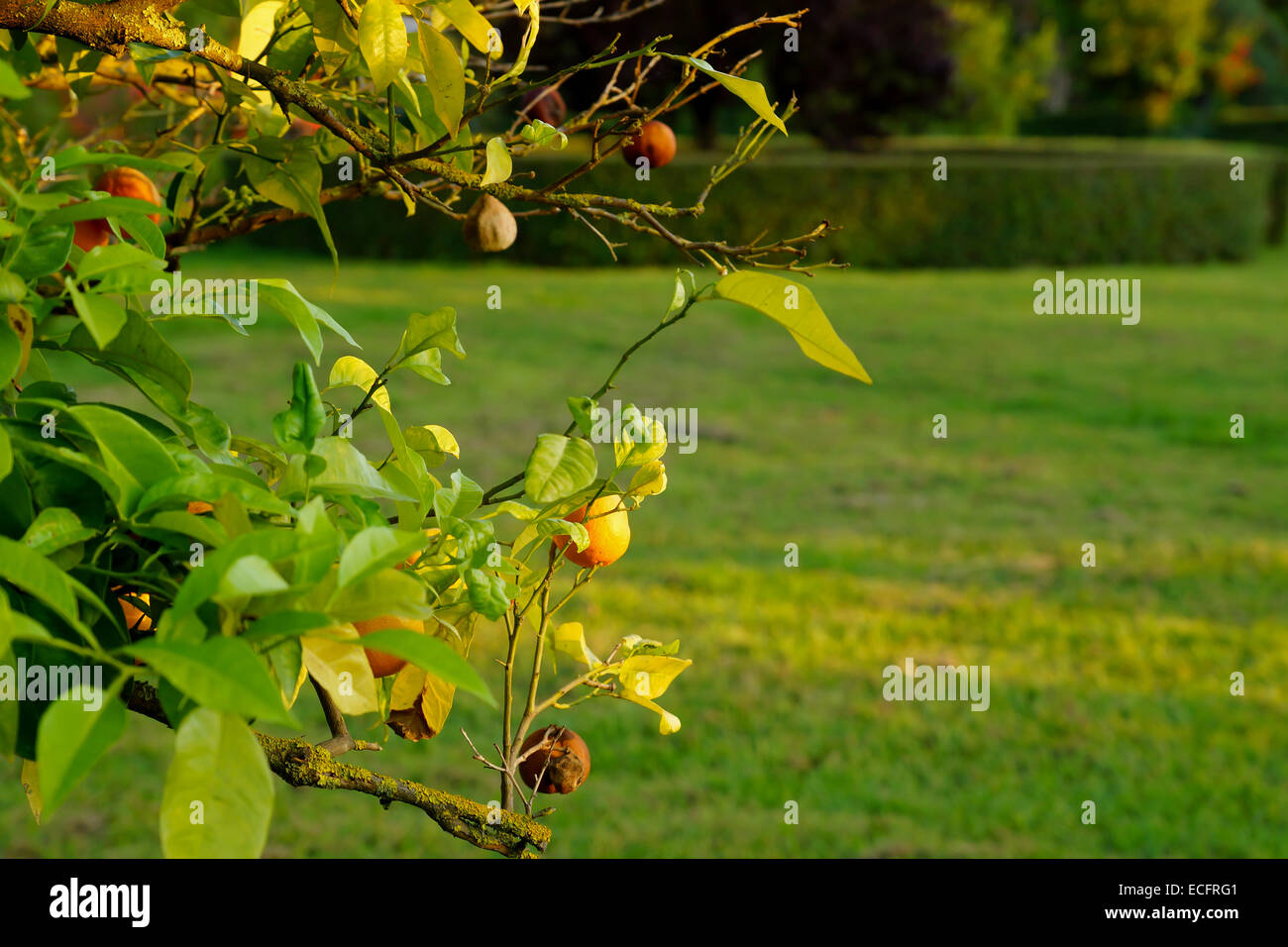 lemon tree in corfu, greece Stock Photo - Alamy